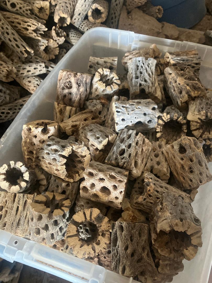 160 Cholla Wood 3" Long 2"-3" diameter bulk order – Superstition ...